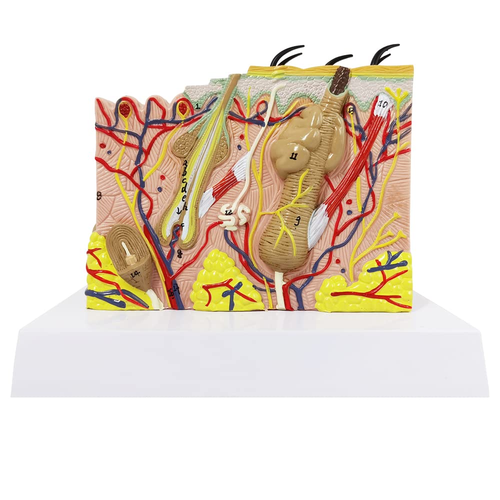 Mua Evotech Skin Anatomical Model, 35X Enlarged Skin Layer Structure ...