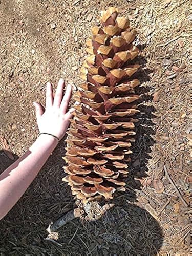 10 Giant Sugar Pine Tree Seeds for Planting - Produces The Largest Pine ...