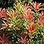 1 X Rhododendron 'Ramapo' Evergreen Bushy Shrub Hardy Garden Plant in ...