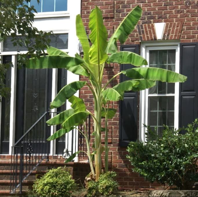 Blue Ice Cream Banana Tree at Charlie Oppen blog