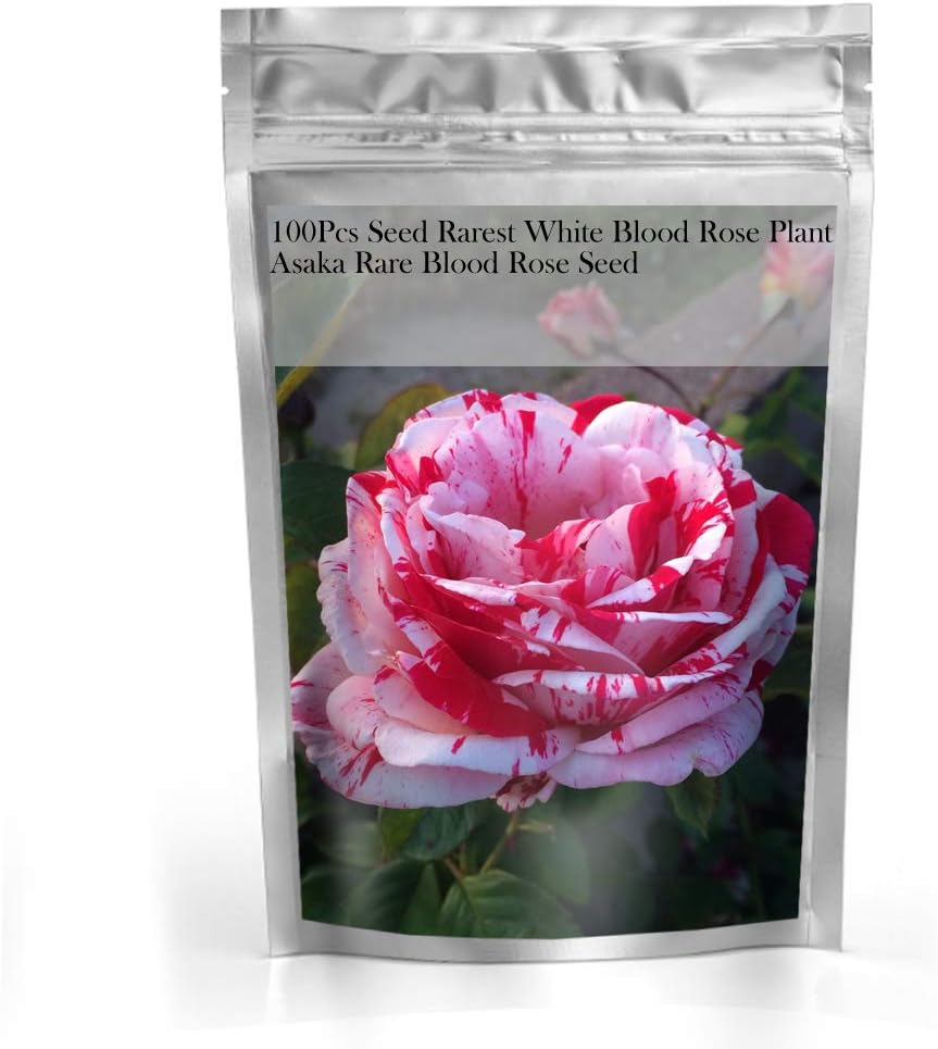 100Pcs Rarest White Blood Rose Seed Asaka Blood Rose Flower – BigaMart