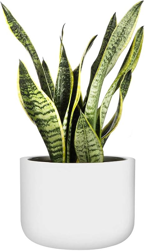 Amazon.com: 10 inch Plant Pot with Drainage Hole & Plugs, Indoor ...