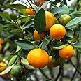 Amazon.com : Live Calamansi Tree, 2 to 3 Feet Tall Calamansi Calamondin ...