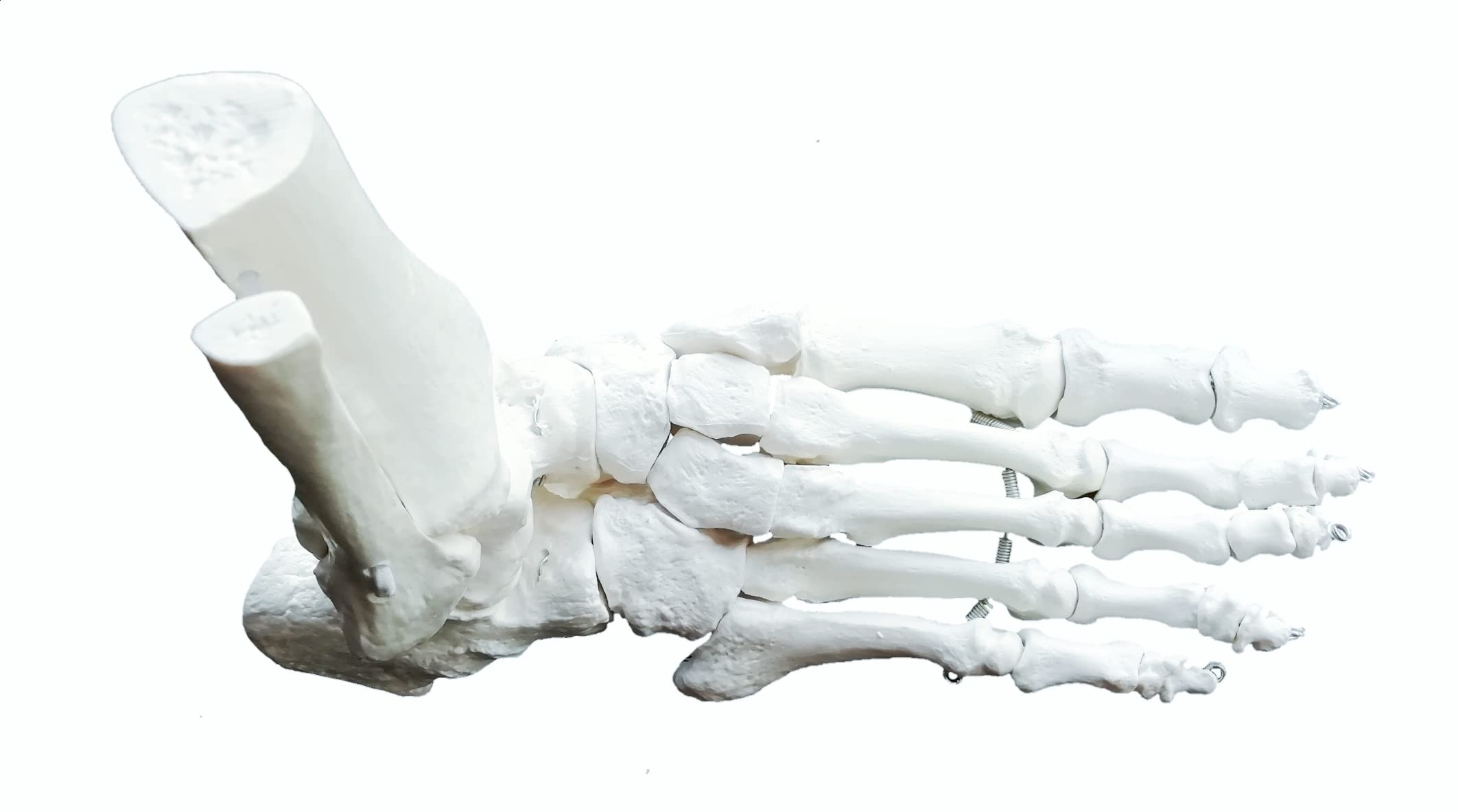 Mua OWLIAN Ankle Skeleton Model, Ankle Freely Movable, Supervised by X ...