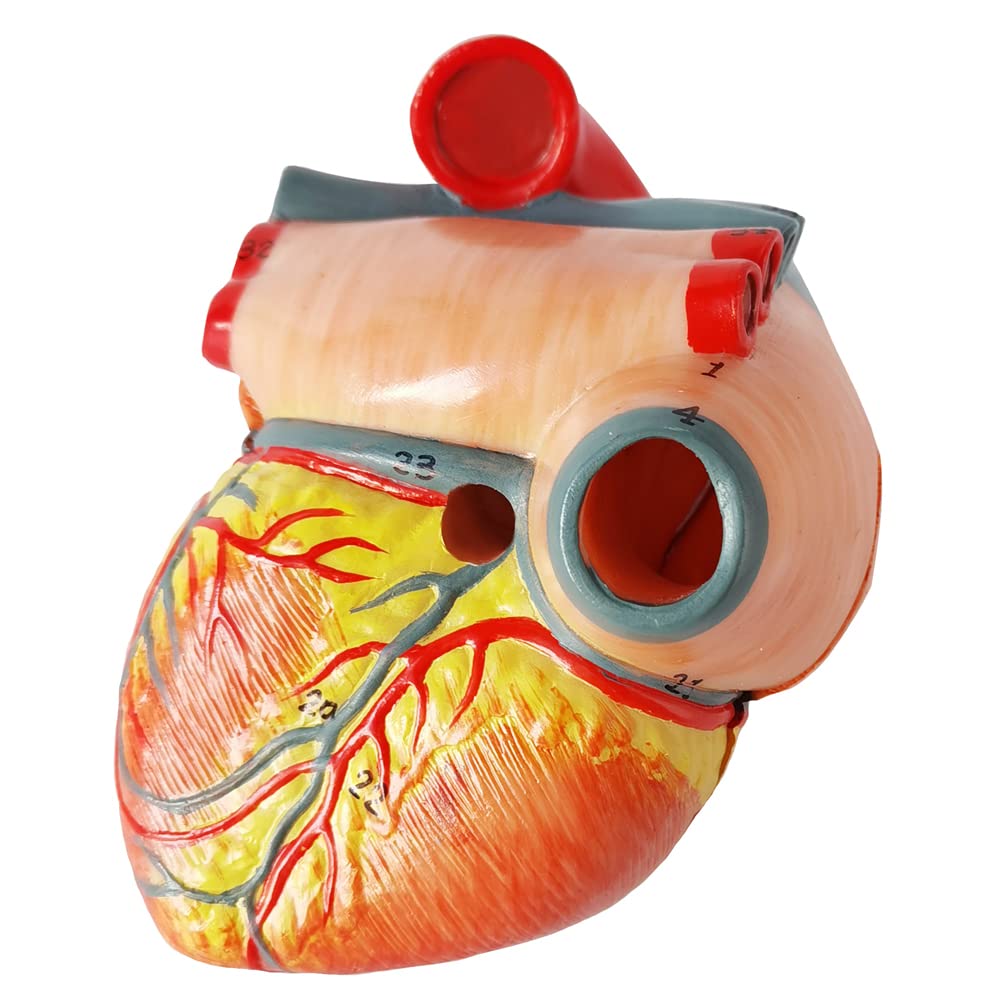 Mua Human Heart Model For Anatomy, 2 - Part Heart Models Anatomy Life ...