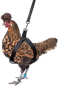 CooShou Correa de arnés de pollo para mascotas, correa de arnés ...