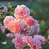 Amazon.com: Heirloom Roses Rose Plant - St. Elisabeth of Hungary Pink Rose Bush, Shrub Live ...