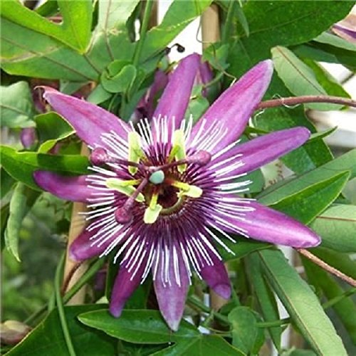Perfect Plants"Passiflora Caerula Rubra Climber" Plant in 19/20 cm Pot ...