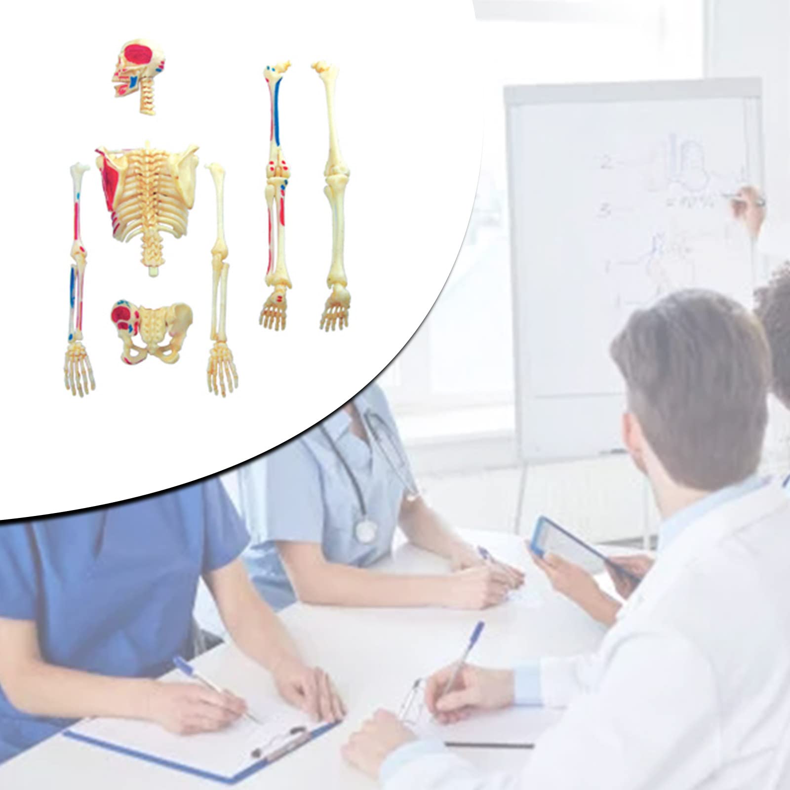 Mua wennqe Removable Mini Human Skeleton Model Full Body Small Skeleton ...