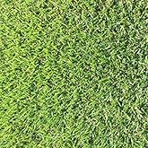 Amazon.com : Emerald Zoysia Grass Seeds for Planting 1/8 lb Dense Soft ...