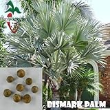 Bismarck palm - How to grow & care