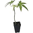 Amazon.com : Chief Kubo's Prize South Sea Salad Tree (BeLe Tree) Live ...