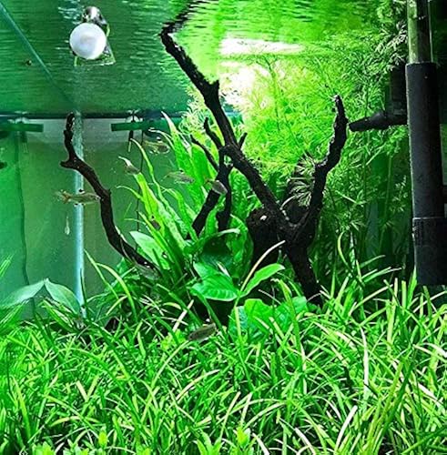 Dwarf Sagittaria Carpet