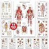 11 Human Anatomy Posters - Medical Posters, Skeletal, Male Female ...