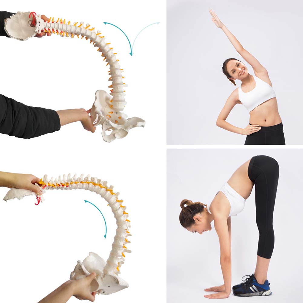 Mua New-Horizon Scientific Spinal Cord Model,Skeleton Model -34" Life ...