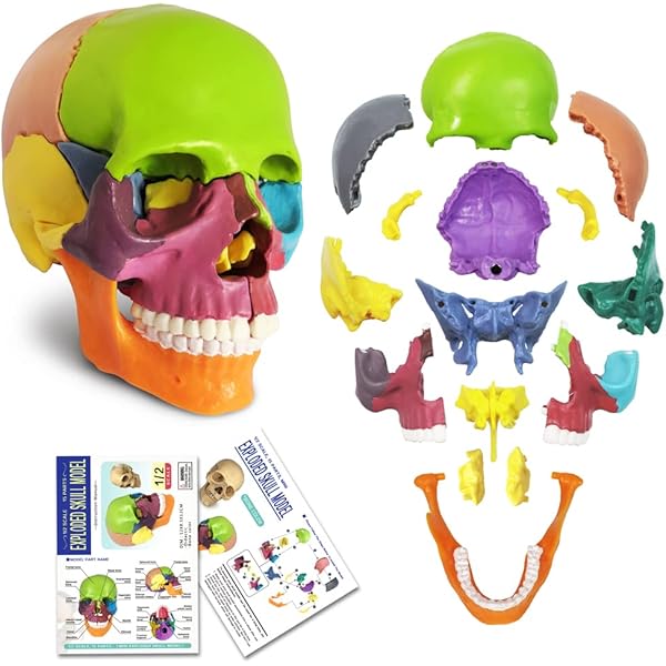 4D Vision Didactic Exploded Human Skull Anatomy Model, 40% OFF