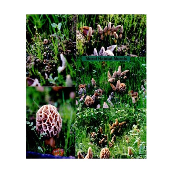 MOREL HABITAT KIT® Morel Mushroom Growing Kit (Morchella esculenta ...