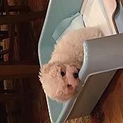 Amazon.com: Favorite Dog Plastic Training Tray Pet Pad Holder with High ...