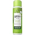 Amazon.com: Yes To Tea Tree Scalp Relief Shampoo, pH Balancing Formula ...
