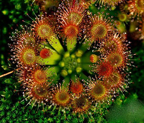 20 Hardy Sundew Seeds - carnivorous Plant,Drosera rotundifolia: Amazon ...