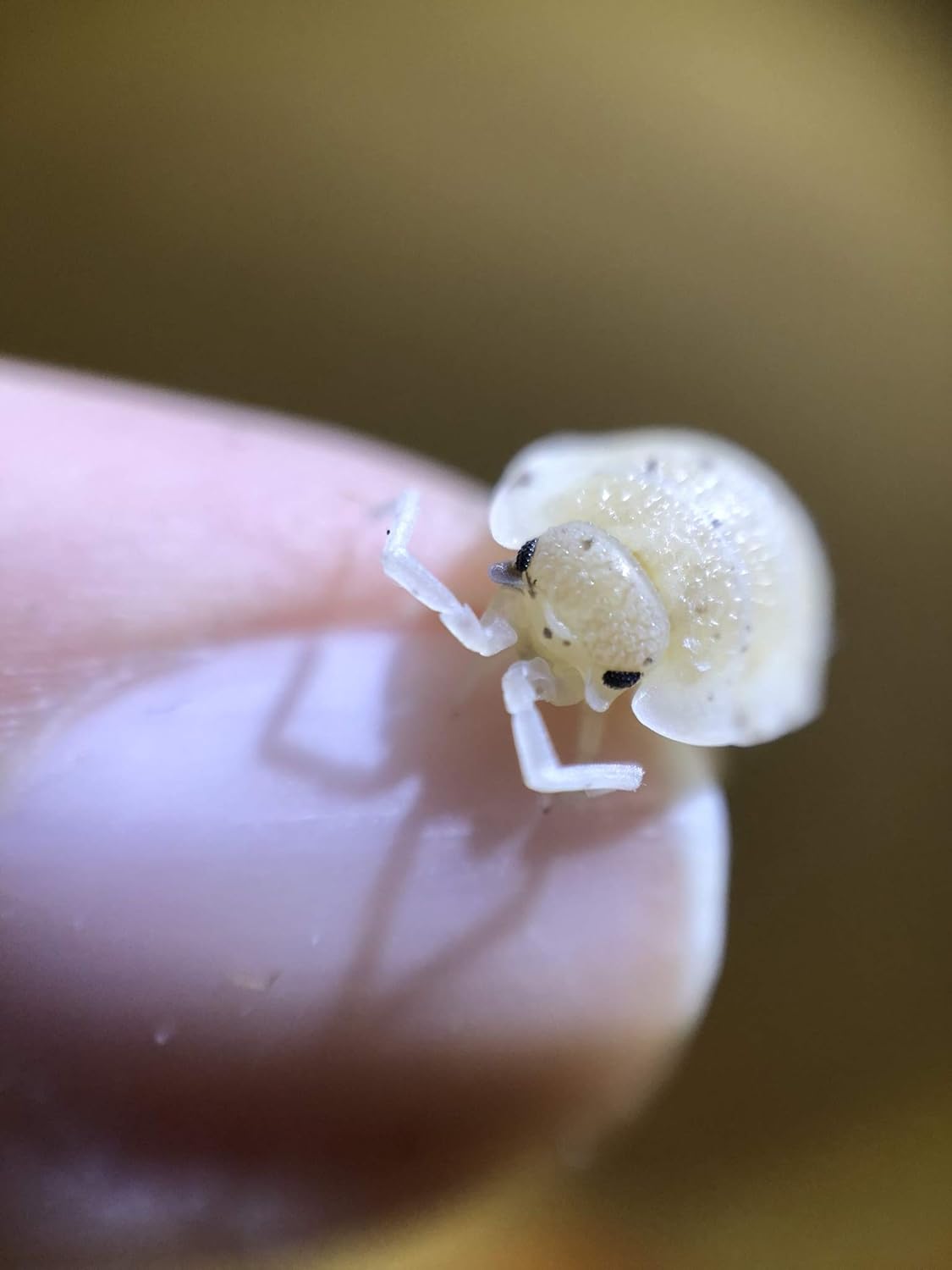 Pocket Pets Yeti Roly Polys! Rolie Polie Isopods (10 Yetis)