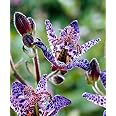 Amazon.com : Blue Wonder Toad Lily (Hardy Japanese Lily) 1/pkg : Patio ...