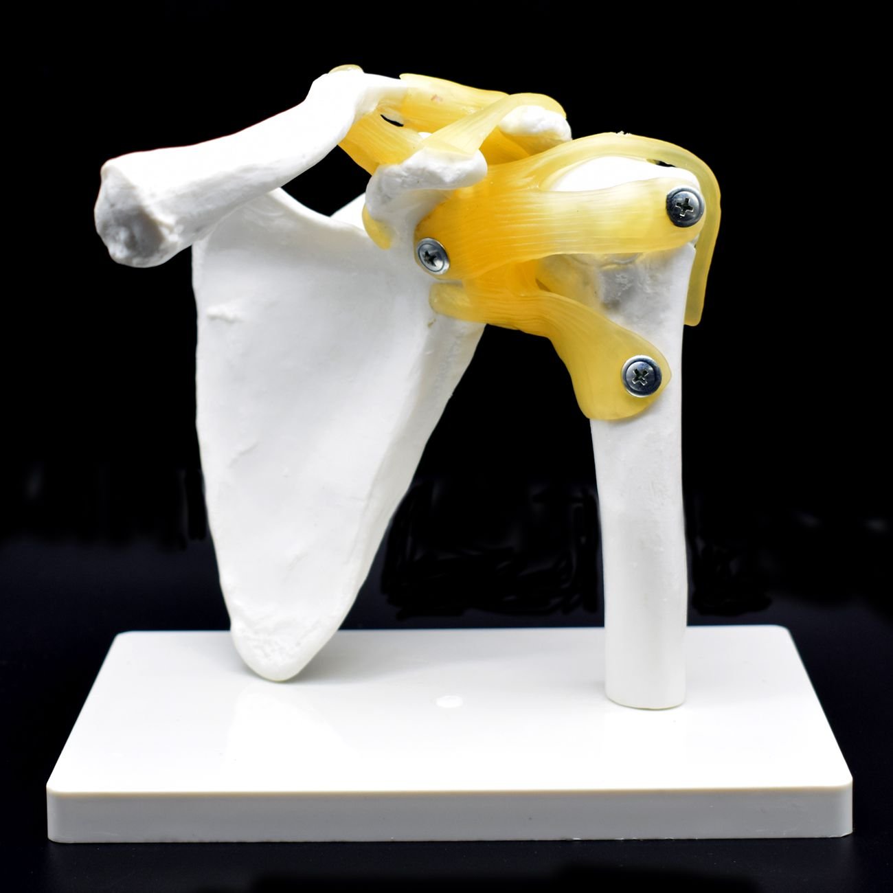 Buy Human Shoulder Joint Model Flexible Anatomically Accurate Buy Human Shoulder Joint Model Flexible Anatomically Accurate