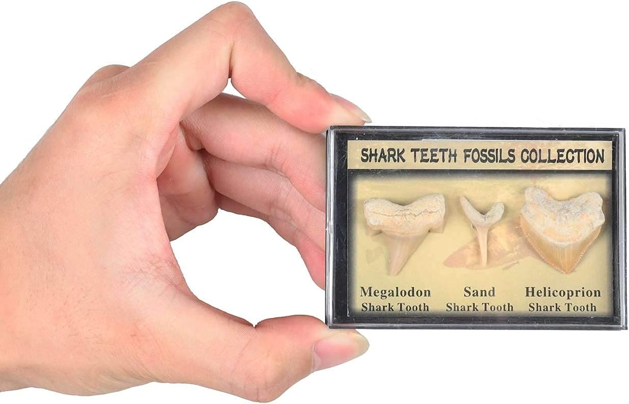 Set of 3 Authentic Prehistoric Real Shark Teeth Fossil with Card ...