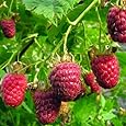 Amazon.com : Raspberry Plants "Glencoe" (Purple) Includes 4 Plants ...