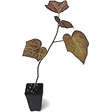 Amazon.com : Kiko's Crump South Sea Salad Tree (BeLe Tree) Live Plant ...