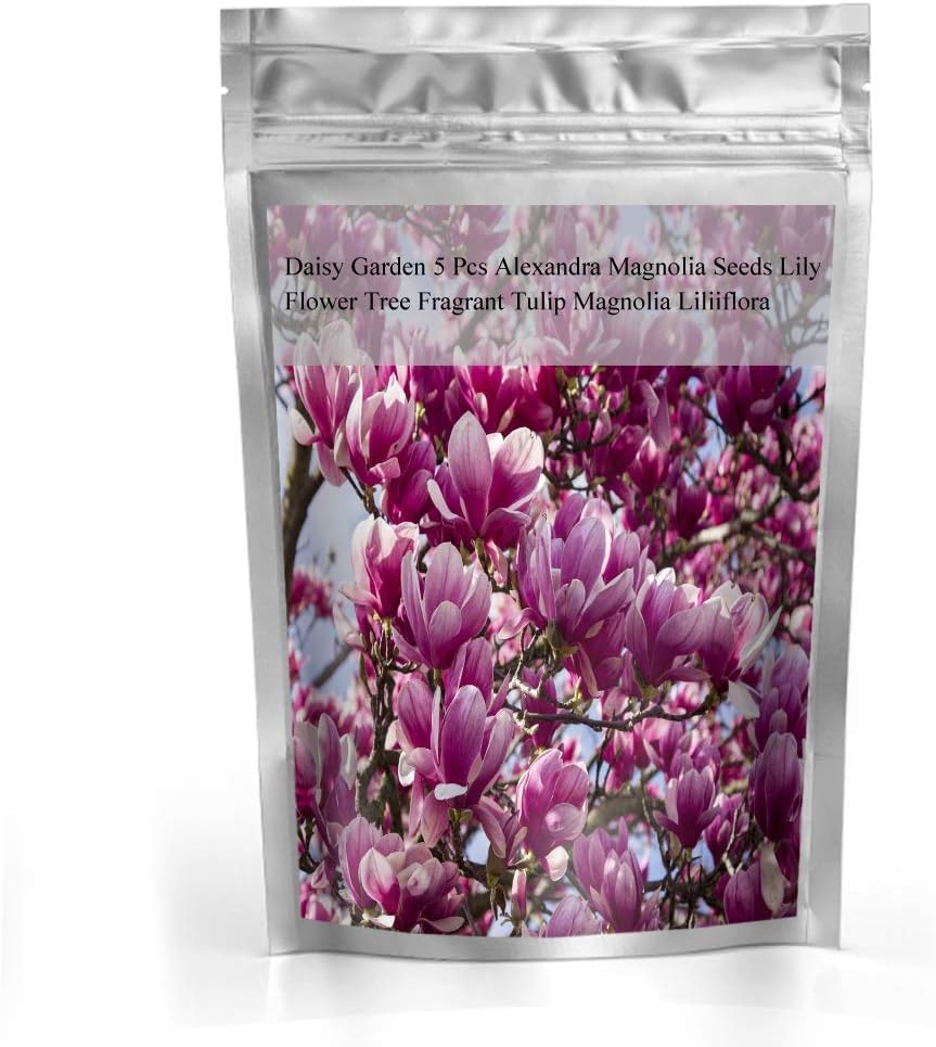 20 Pcs Alexandra Magnolia Seeds Lily Flower Tree Fragrant Tulip ...