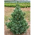 Amazon.com : Vanderwolf Pyramid Pine - Forms a Perfect Pyramid 1 - Year ...