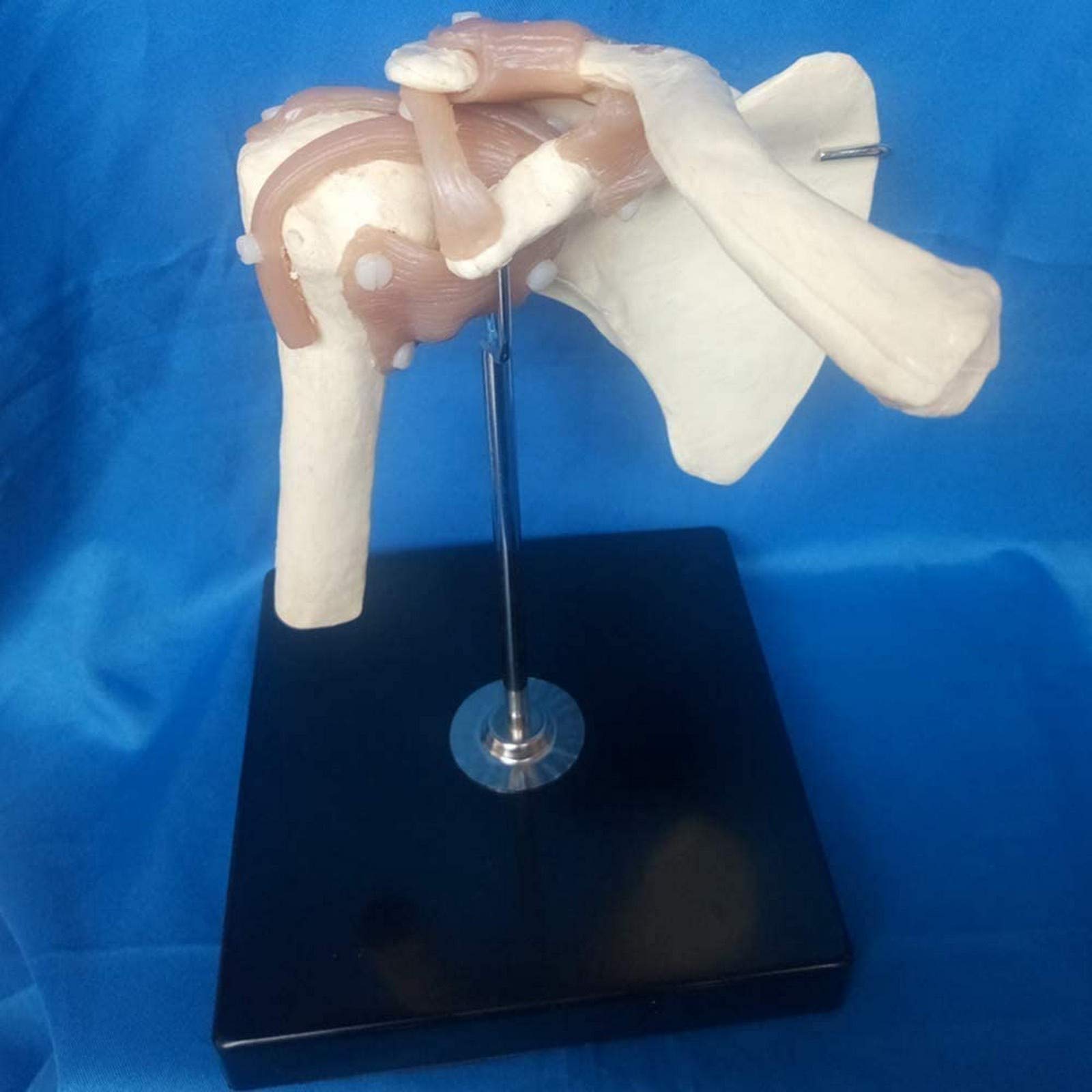 Buy Medical Anatomical Model of the human shoulder joint - model of the ...