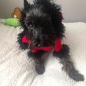 Amazon.com : Zanies Cuddly Berber Baby Koala Dog Toys, Blue : Pet ...