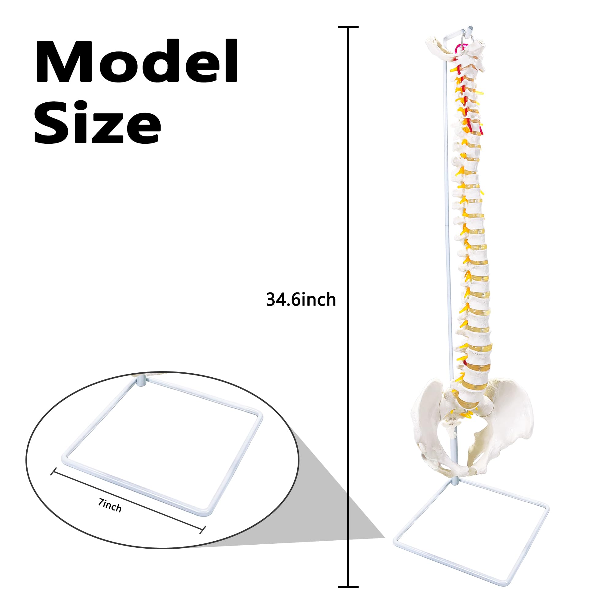 Flexible Anatomical Spine With Stand EVOTECH Flexible Human Spine Model ...