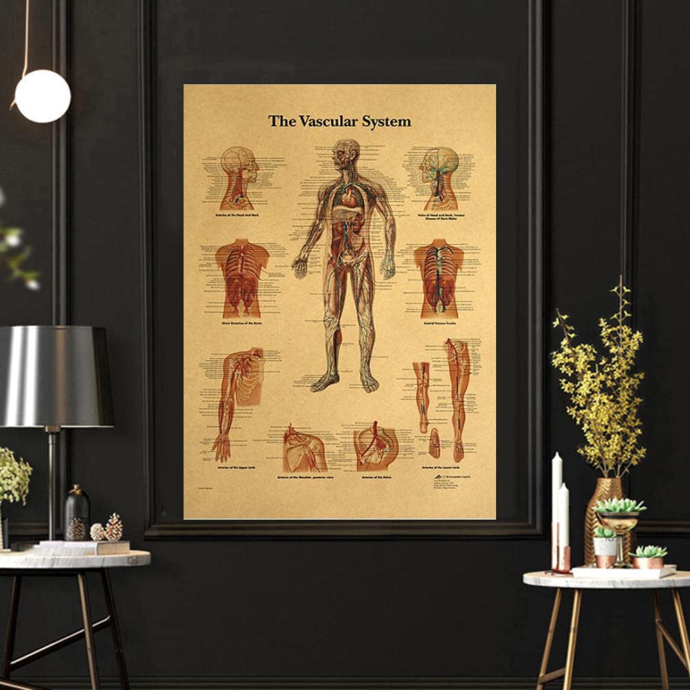 Mua Vintage The Human Vascular System Anatomie Poster Medizinische ...