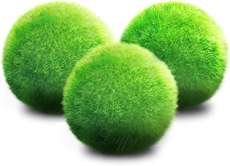 Luffy Doubletail Betta Moss Balls, 1.5 Inches, Vibrant Green Marimo ...