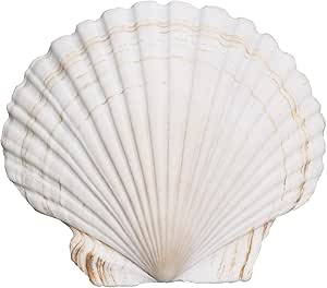 Amazon.com: QICQDRAM 3PCS Extra Large Scallop Shells 6''-7'' White ...