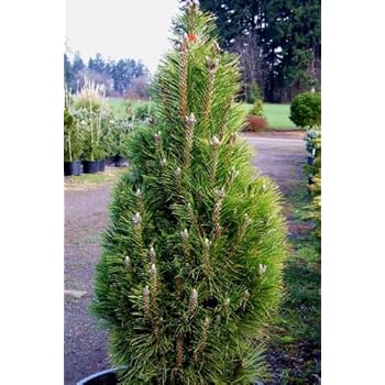 Amazon.com : Extra Blue Limber Pine 2 - Year Graft : Pine Trees ...