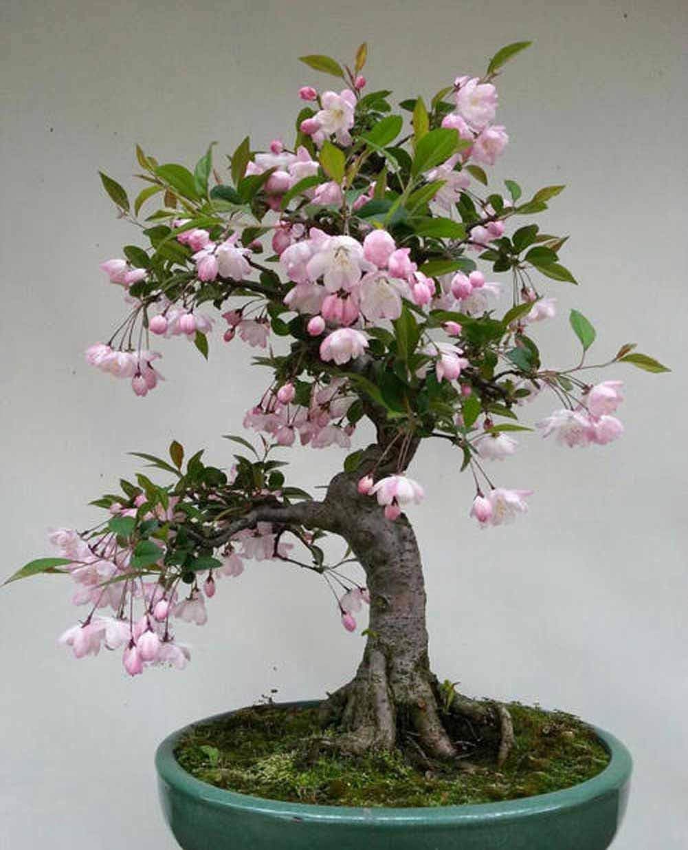 Begonias Malus Spectabilis Crab-Apple Chaenomeles Spitfire Seeds 10 ...