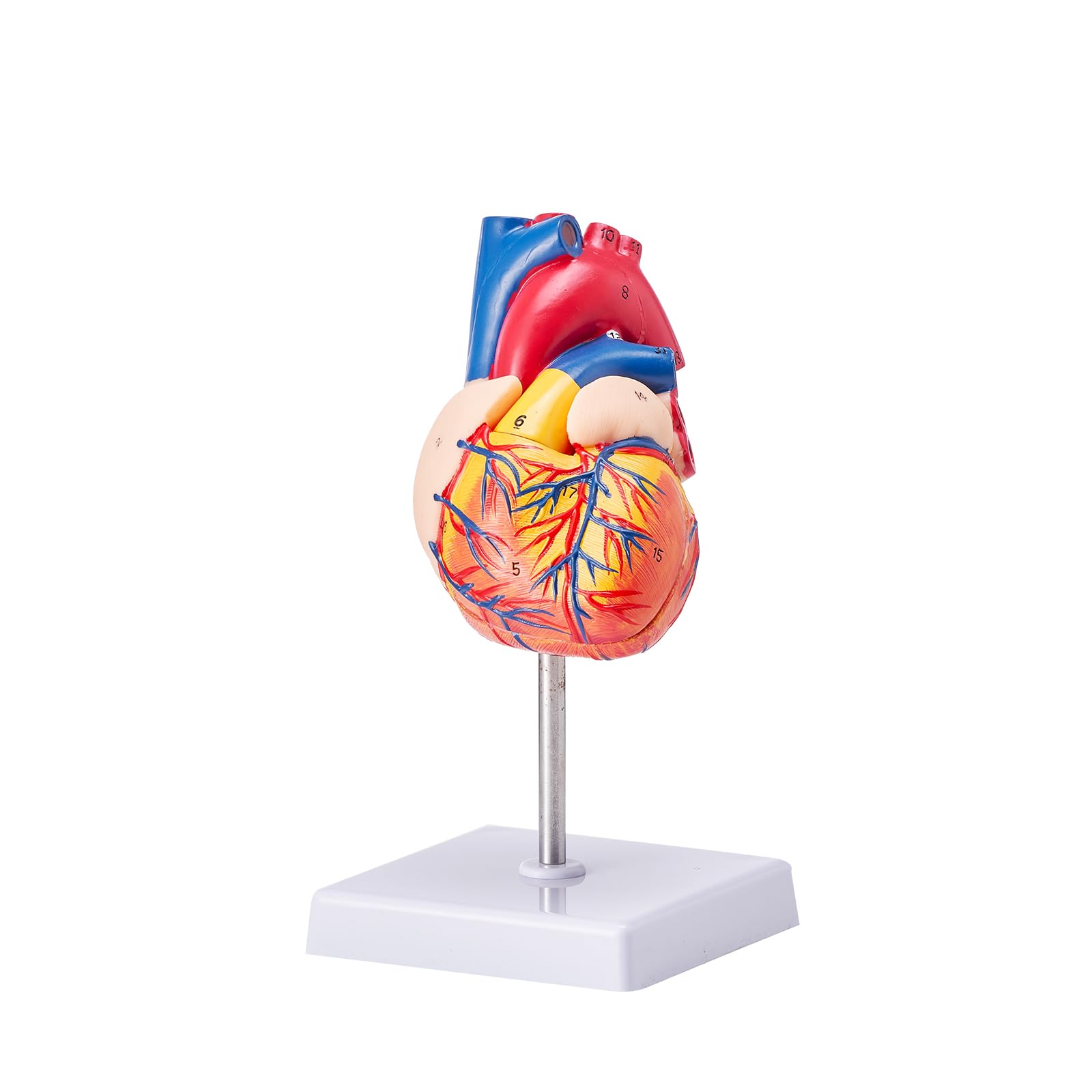 Mua VEVOR Human Heart Model, 2-Part 1:1 Life Size, Anatomically ...