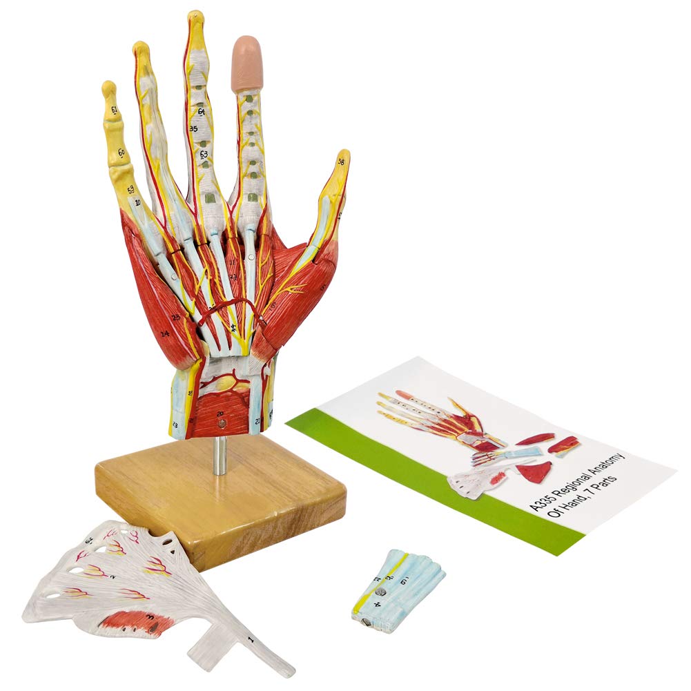 Mua 2025 New Medical Anatomical Hand Skeleton Model W/Muscles Ligaments ...