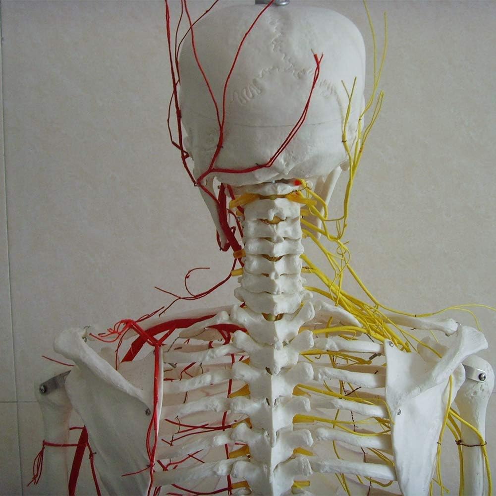 Spinal Nerves Model Labeled