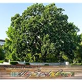 Amazon.com : Shagbark Hickory, Carya Ovata, Hardy! Tree 4 Seeds ...