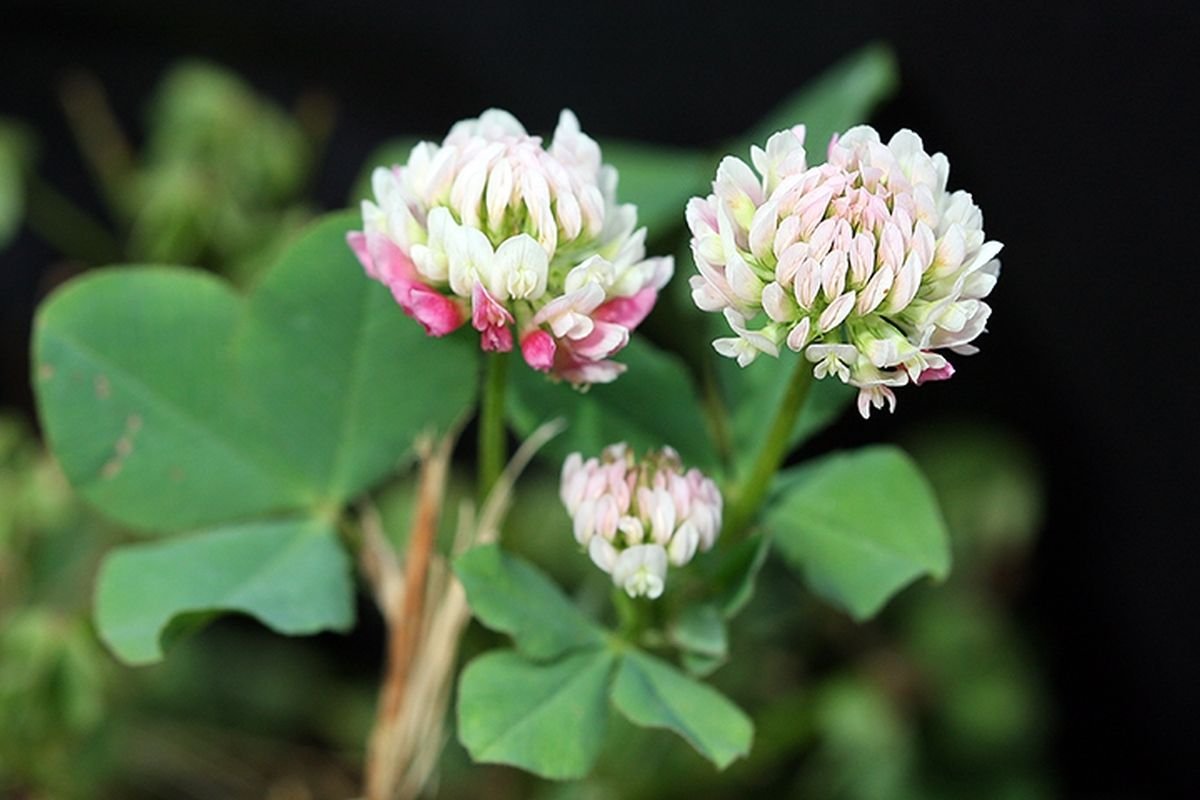 Alsike Clover Seeds - an Extremely Winter Hardy Perennial Clover ...