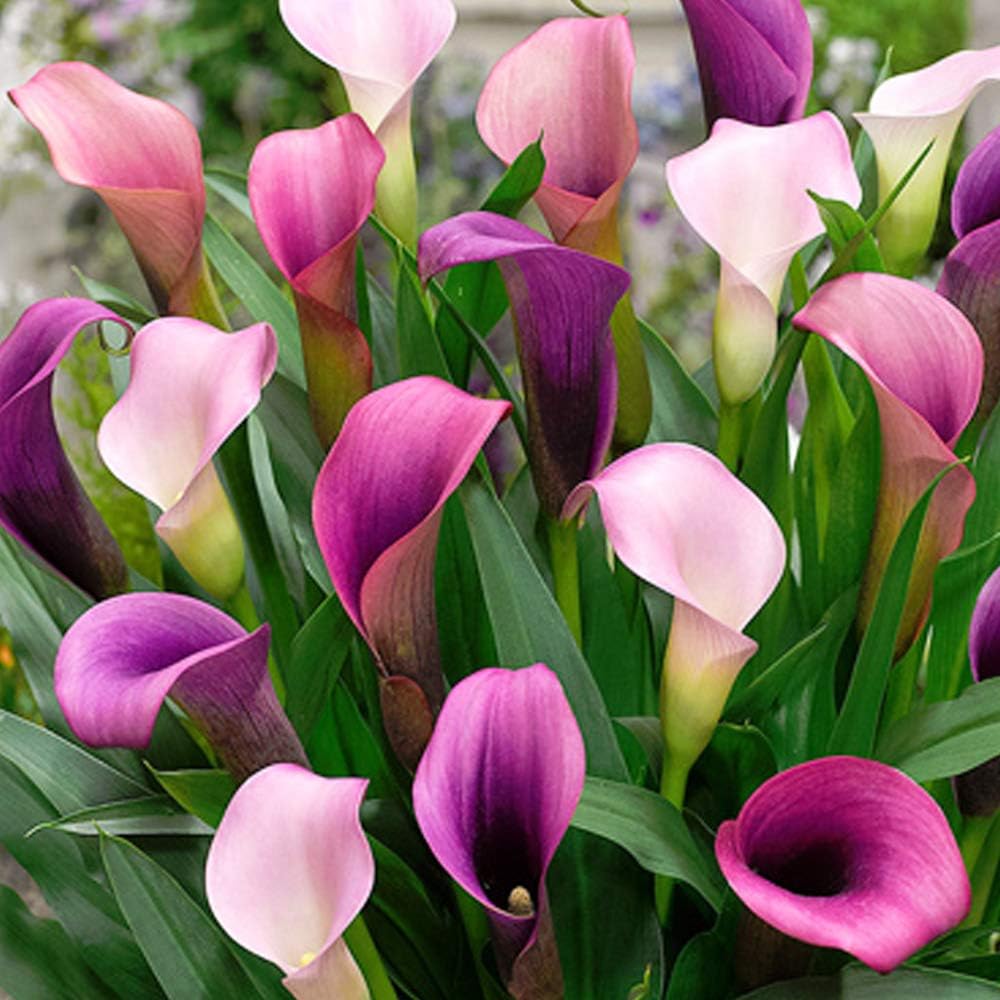 1 x Calla Lily Pasja – Changes from Shades of Deep Purple to Light Pink ...