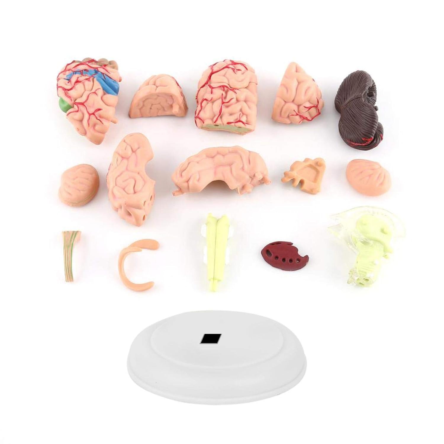 4D Anatomy Brain Model Disassembled Human Brain Model Structural ...