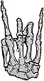 Amazon.com: Punk Rock and Roll Skeleton Finger Heavy Metal Music Hand ...