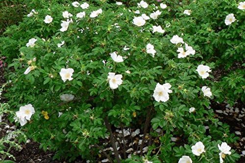 10 White Hedging Rose Rosa Rugosa Alba Field Grown Bare Root 2-3 ft (60 ...