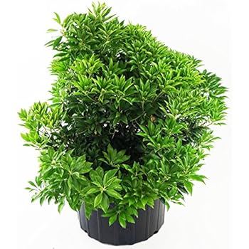 Amazon.com: Pieris jap. 'Compacta' (Compact Japanese Andromeda ...